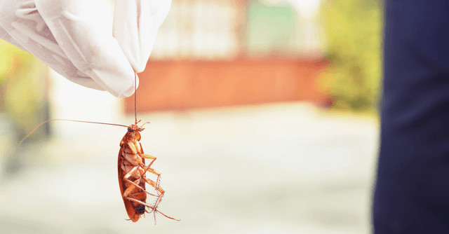 Insectes de maison : les identifier et s'en débarrasser | Soumission ...